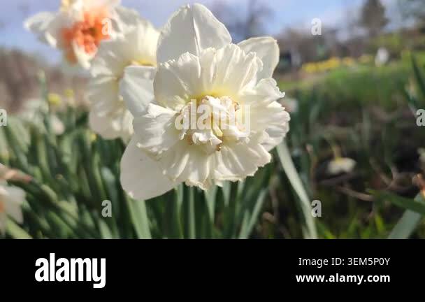 Blooming flower. Blooming white daffodil flower. Blossomed narcissus ...