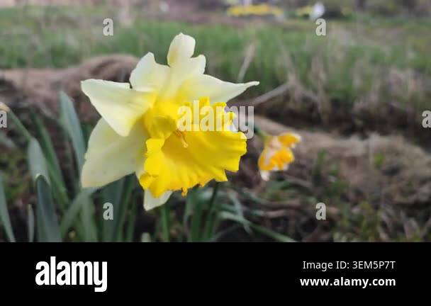 Blooming flower. Blooming yellow white daffodil flower. Blossomed ...