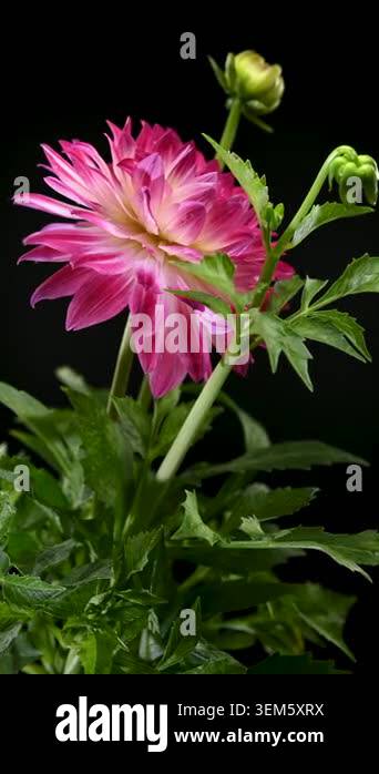 Close-up 4K video of a blooming bicolor dahlia showing layered petals ...