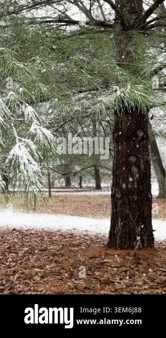 Snow storm begins. Evergreens glow soft beneath white drifts ...