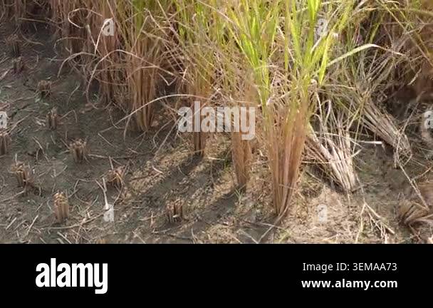 Stubble Rice Paddy Field Post-Harvest Landscape Stock Video Footage - Alamy