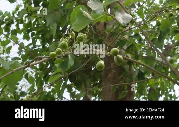 Gunda Tree with Fresh Lasora Fruits Stock Video Footage - Alamy