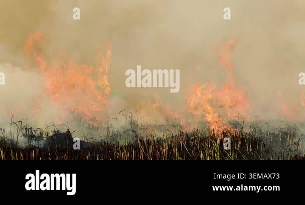 Agricultural field burning producing heavy smoke and air pollution ...