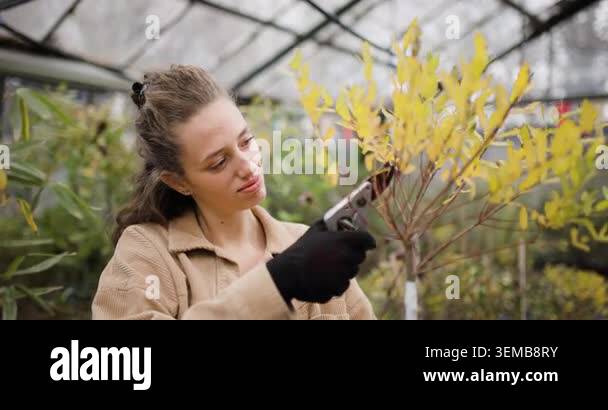 Young woman with pruners inspects the leaves of a young yellow tree in ...