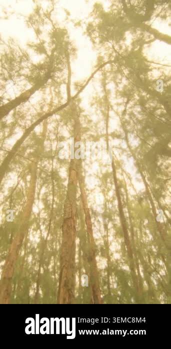 sunlit pine forest canopy, towering trunks reach sky, golden beams ...