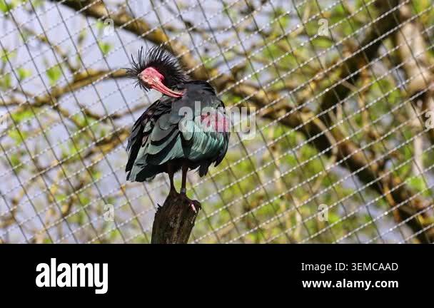 The northern bald ibis, hermit ibis, or waldrapp lat.Geronticus eremita ...