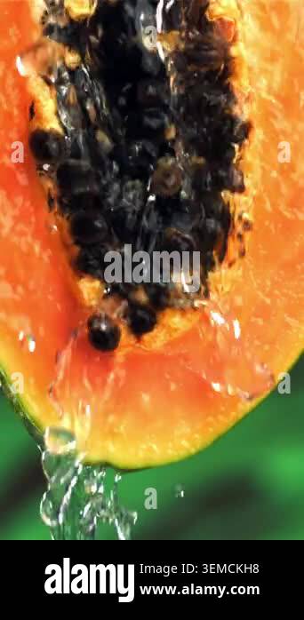 Fresh tropical papaya with drops and splashes of water. Filmed on a ...
