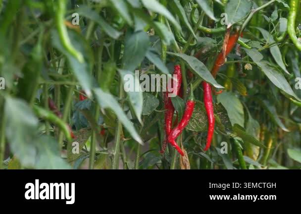 Close up pan of Ripe Red Chillies Surrounded by Green Chilli Peppers ...