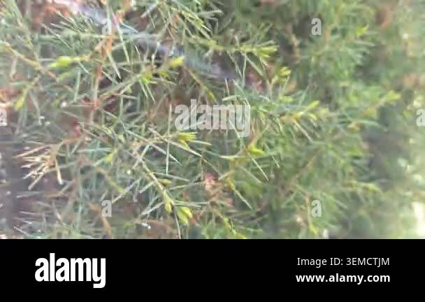 Juniperus rigida the needle-like leaves pine tree Stock Video Footage ...