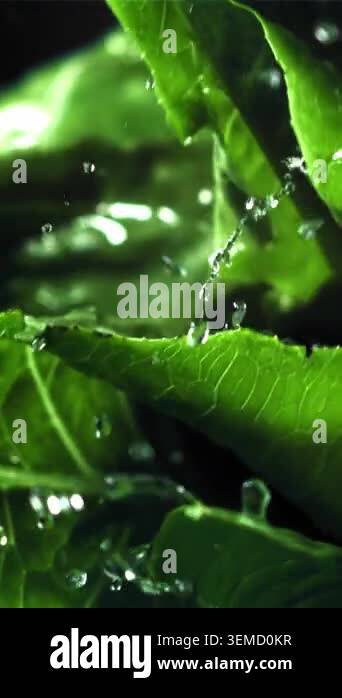 Fresh lettuce with water droplets. Filmed on a high-speed camera at ...