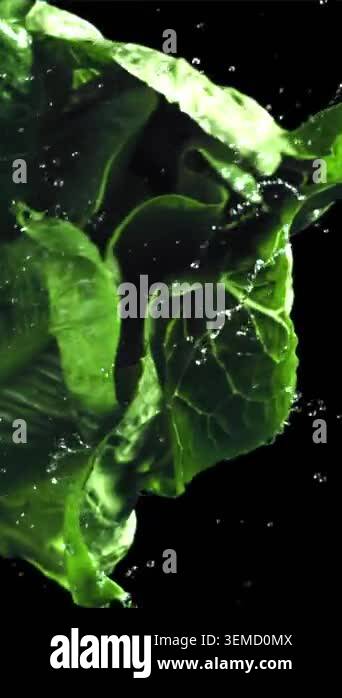 Fresh lettuce with water droplets. Filmed on a high-speed camera at ...