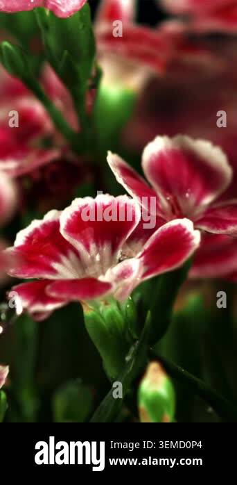 Falling drops of water on red flowers. Filmed is slow motion 1000 fps ...