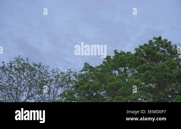 Soft evening light reveals birds crossing a blue sky above trees moving ...
