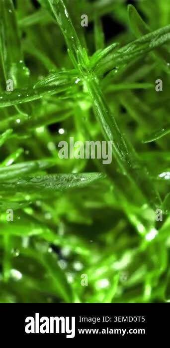Raindrops fall on rosemary. Filmed is slow motion 1000 fps. High ...