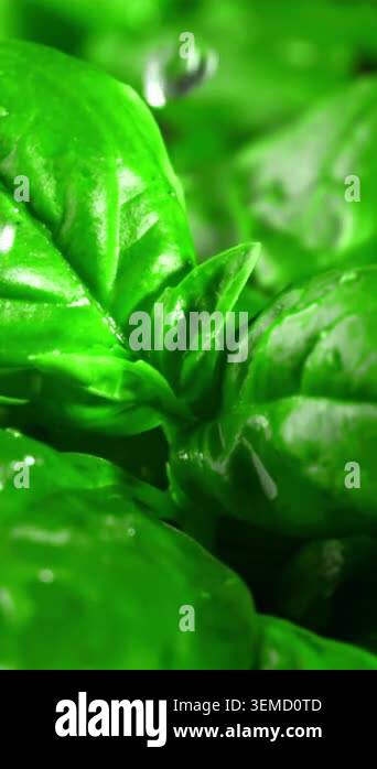 Rain falls on the basil leaves. Filmed is slow motion 1000 fps. High ...