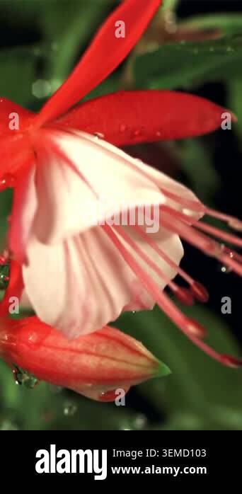 Falling drops of water on red flower. Filmed is slow motion 1000 fps ...