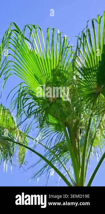 Tropical palm trees in a blue sky. High quality 4k footage Stock Video ...