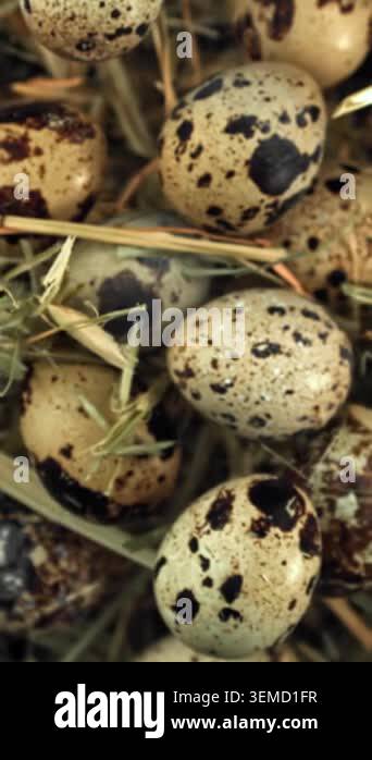 Quail eggs fly up with hay. Filmed on a high-speed camera at 1000 fps ...
