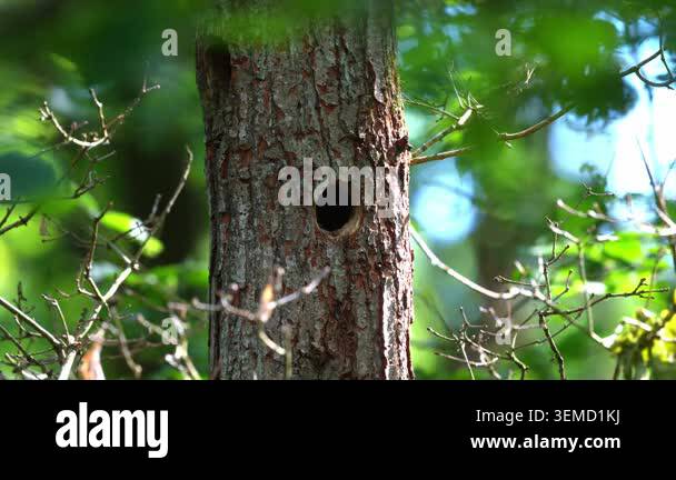 Close up of a woodpecker clinging to a tree trunk in a woodland setting ...