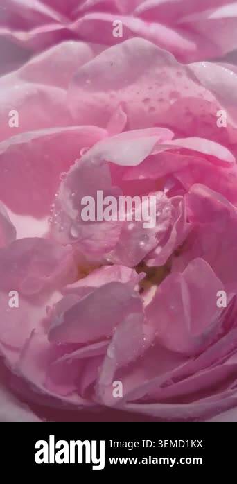 Close-up macro view of a pink tea rose with fresh water drops on its ...