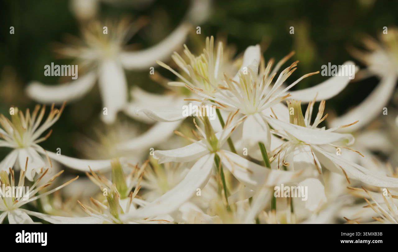 Close-up of white Clematis blooms swaying in light wind Stock Video ...