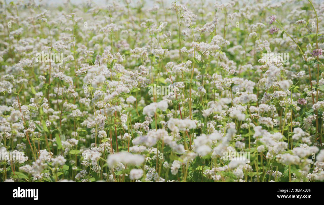 Field of white flowers swaying in sunlit breeze Stock Video Footage - Alamy