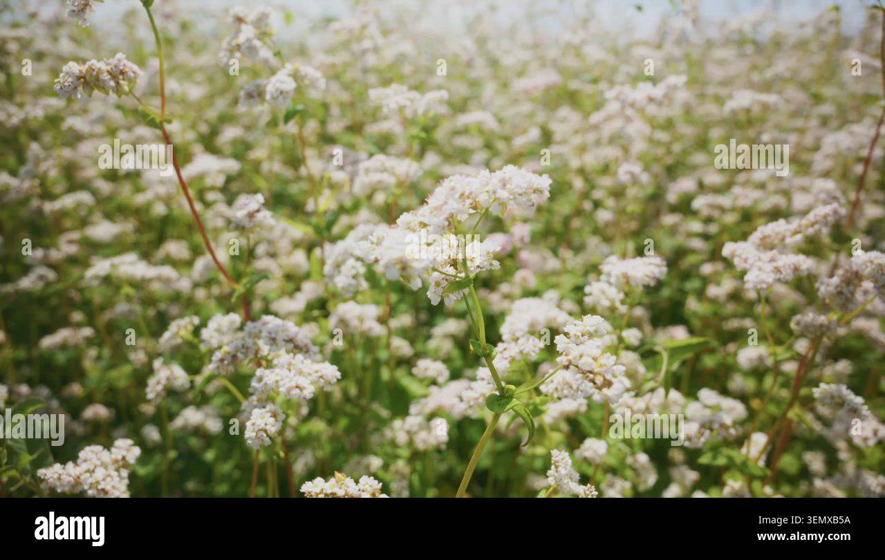 Field of white flowers swaying in sunlit breeze Stock Video Footage - Alamy