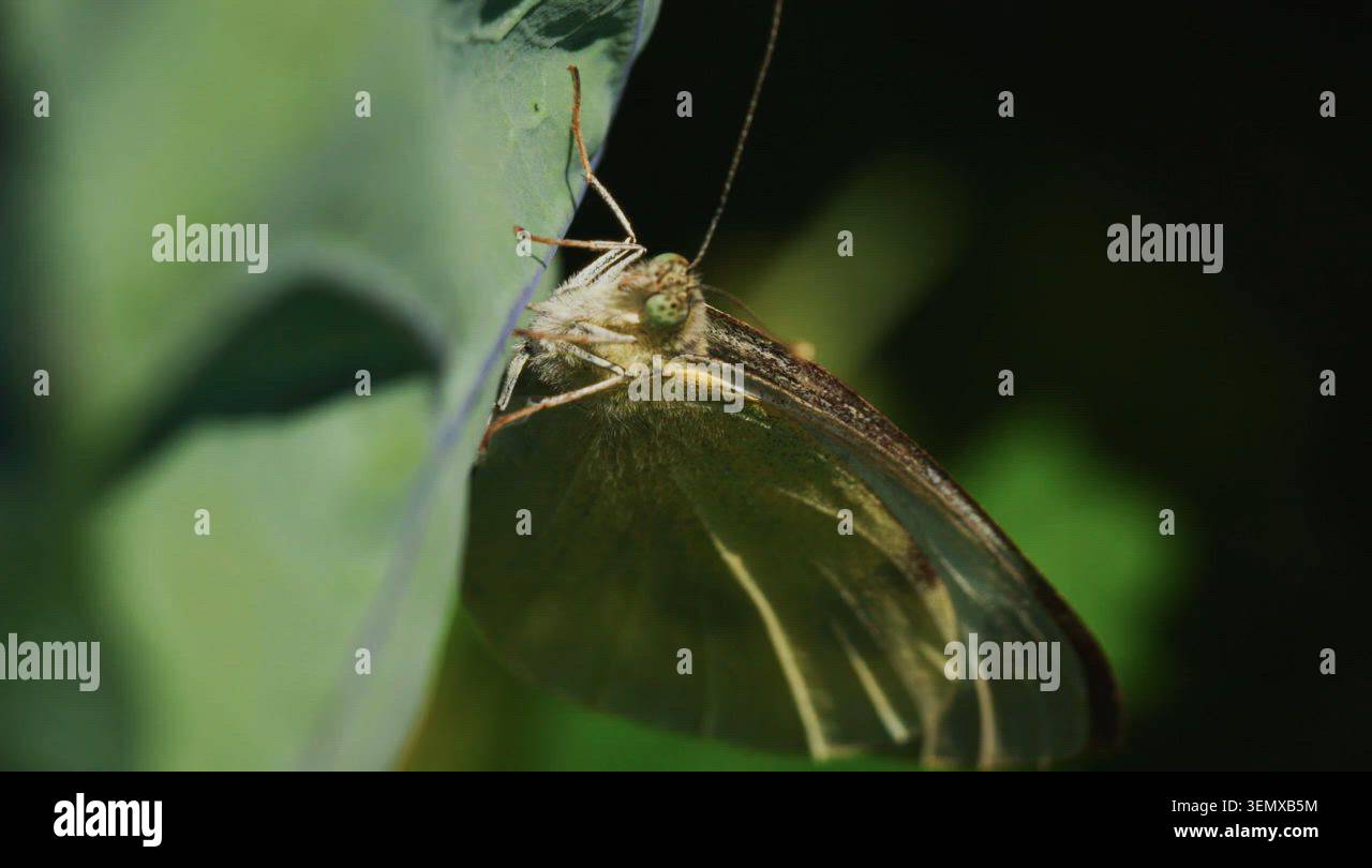 White butterfly perches on leaf with blurred green background Stock ...