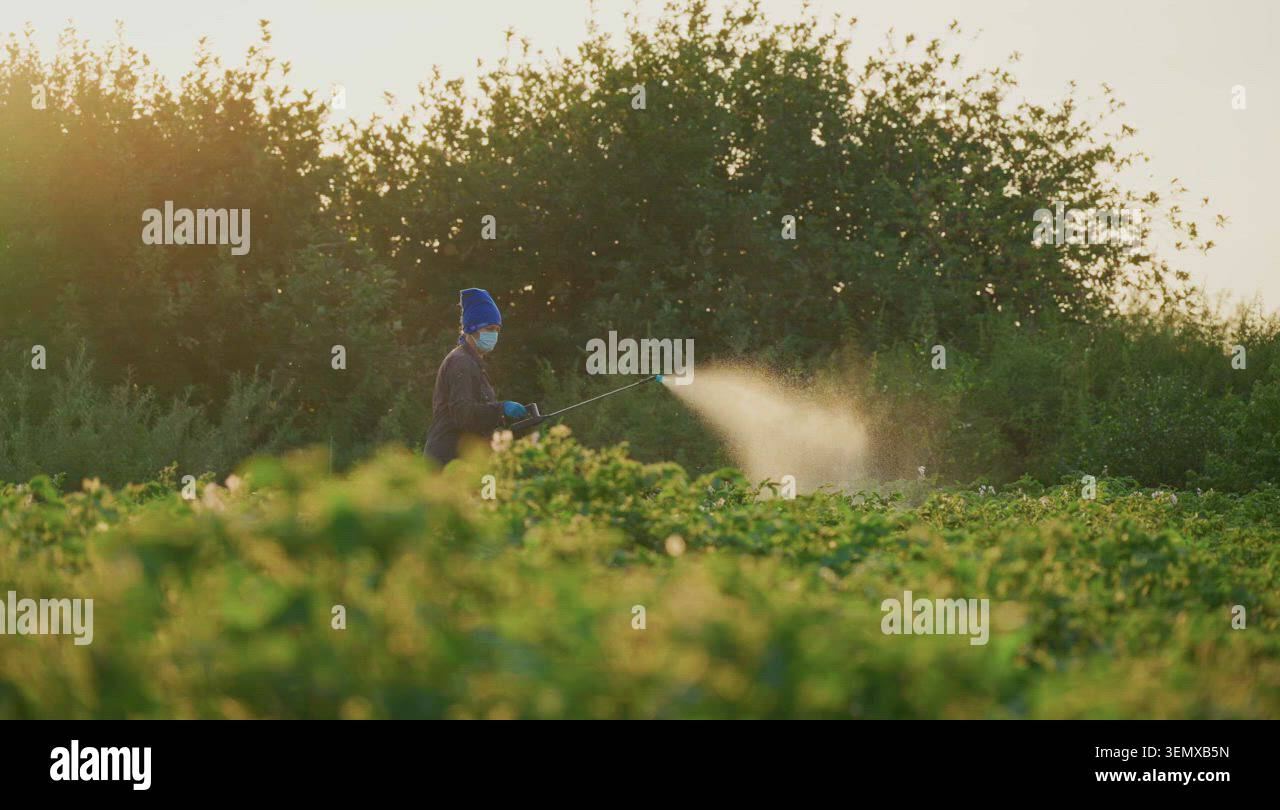 Person in field treating plants with sprayer Stock Video Footage - Alamy