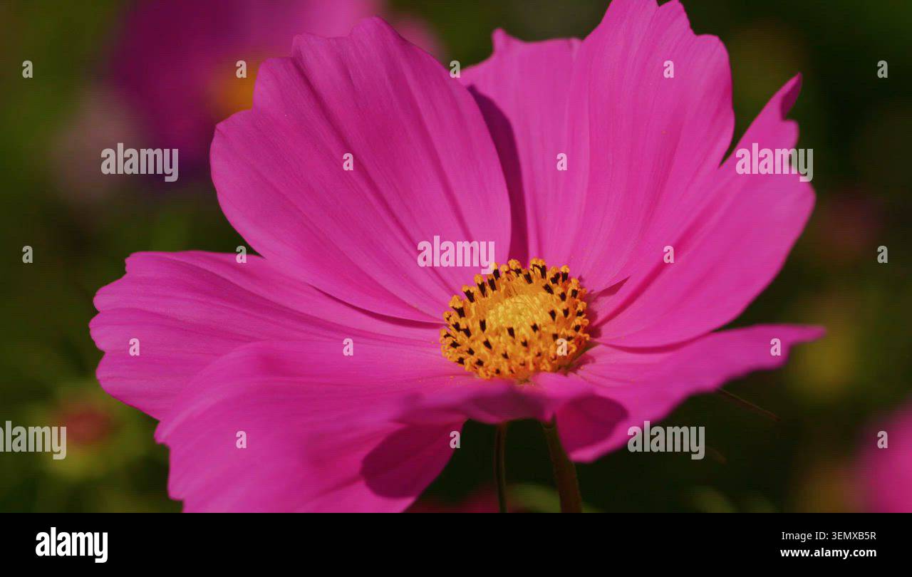 Close-up of vivid magenta cosmos flower in bloom Stock Video Footage ...