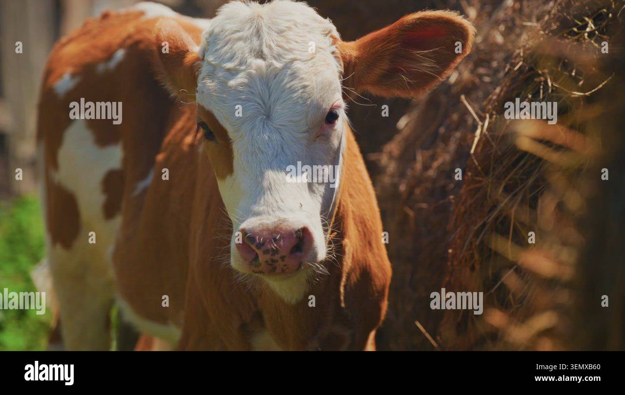 Small cow calf grazes beside stacked hay near wooden fence Stock Video ...