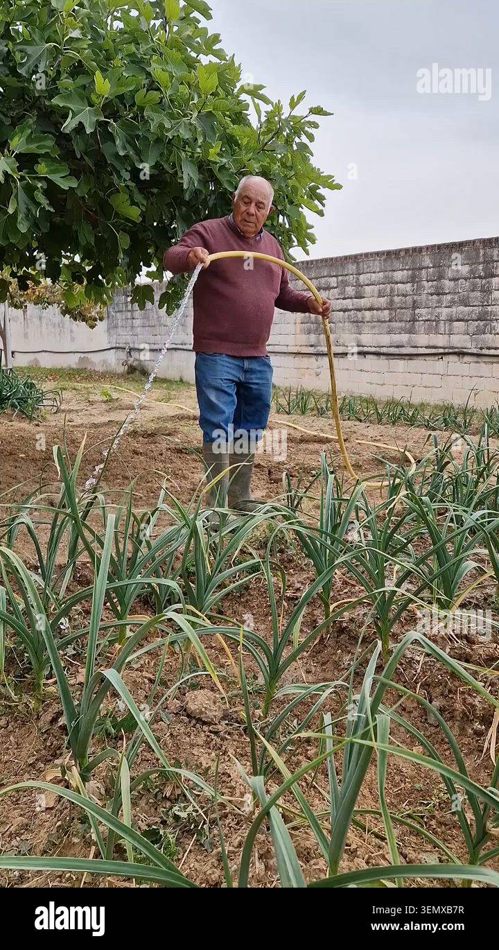 Senior Farmer Watering Young Leek Plants in Backyard Stock Video ...