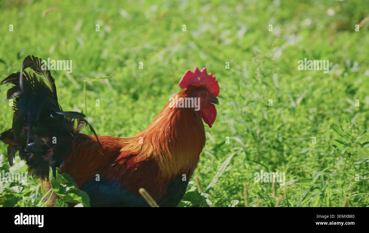 Calm rooster in vibrant garden setting Stock Video Footage - Alamy