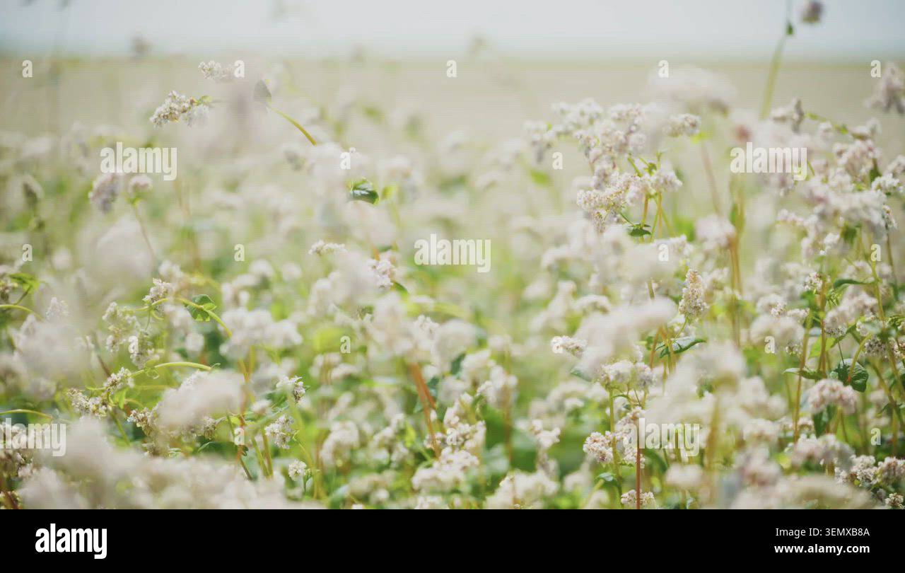 Field of white flowers swaying in sunlit breeze Stock Video Footage - Alamy