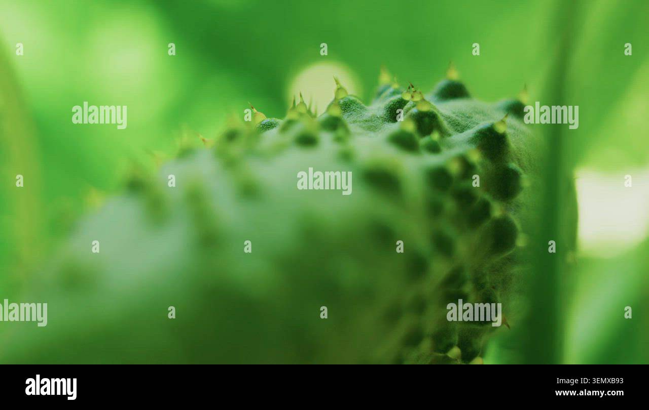 Young cucumber on vine with fine hairs and glossy skin Stock Video ...