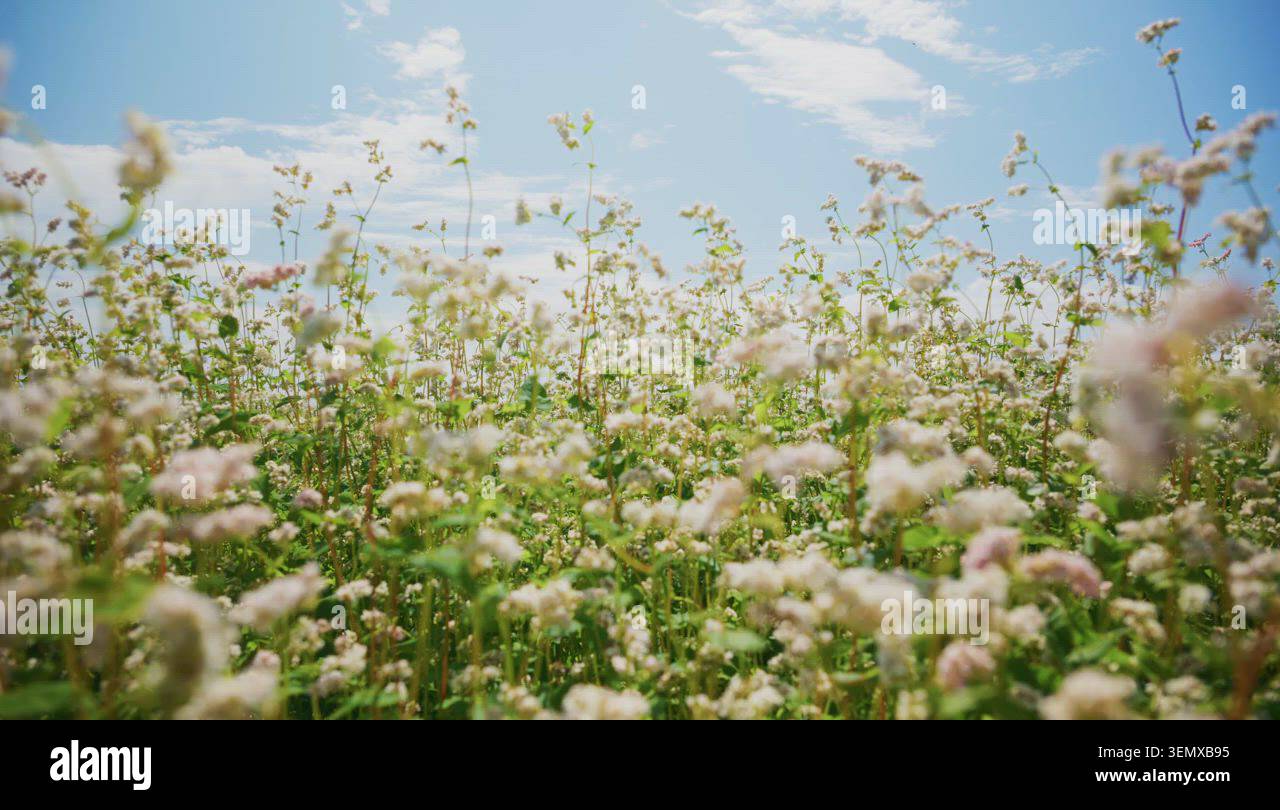 Field of white flowers swaying in sunlit breeze Stock Video Footage - Alamy