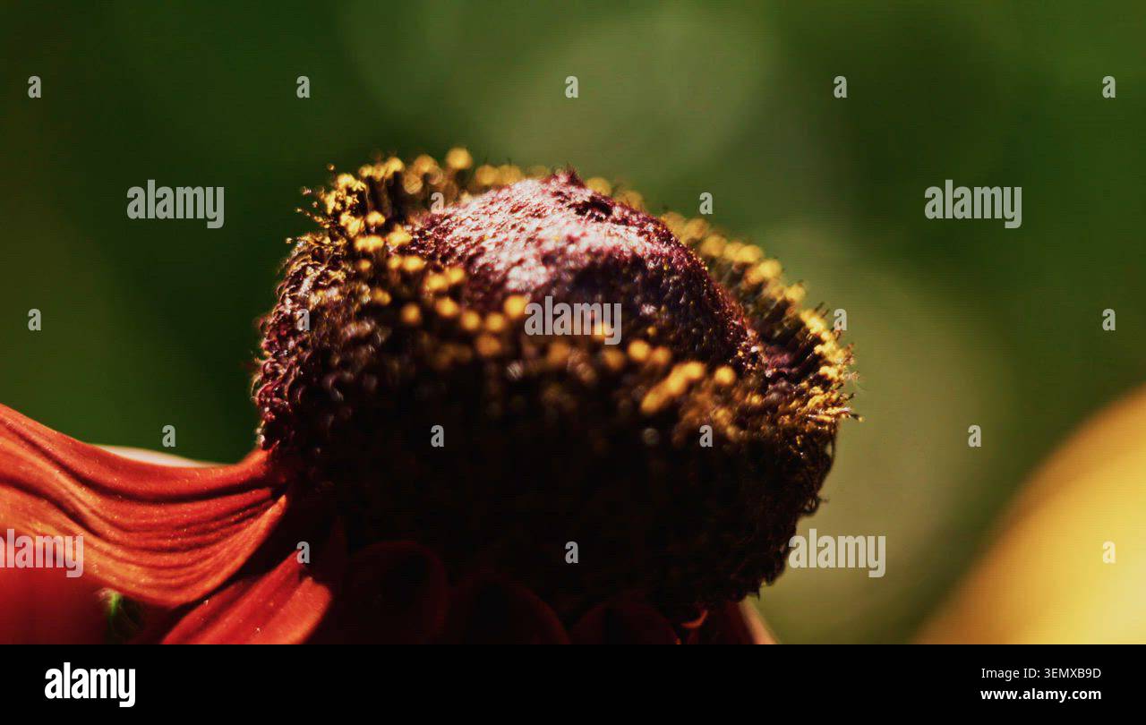 Macro shot shows intricate flower center with glowing pollen Stock ...