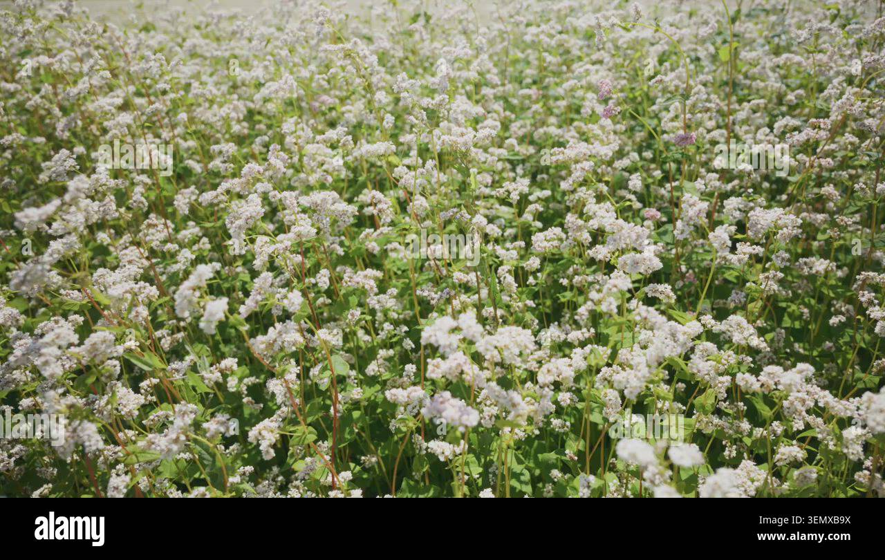 Close-up view of wildflowers dancing in sunlit meadow with soft focus ...