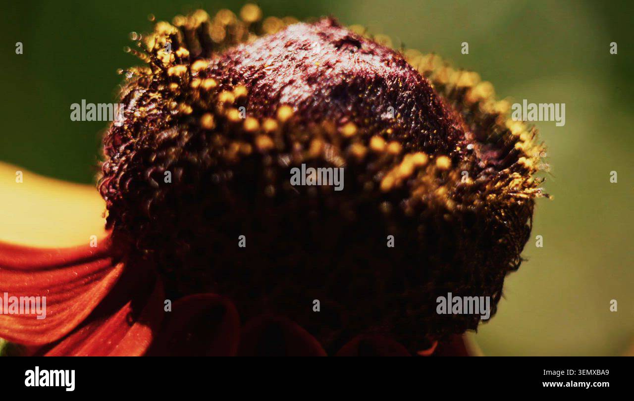 Macro shot shows intricate flower center with glowing pollen Stock ...