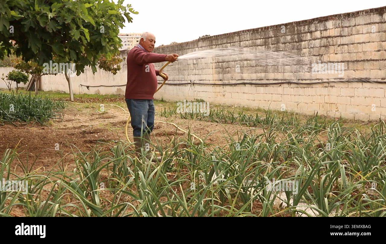 Senior Farmer Watering Young Leek Plants in Backyard Stock Video ...