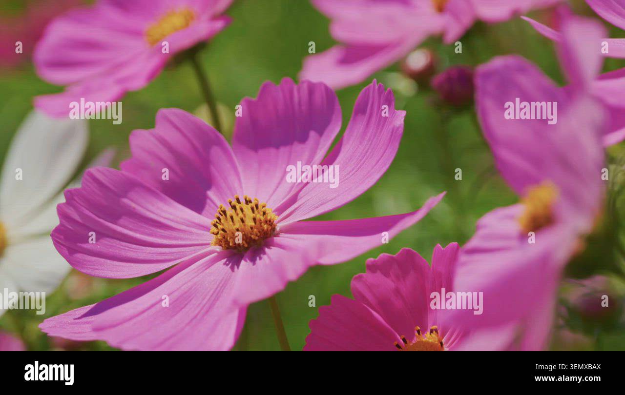 Close-up of vivid pink cosmos flower blooming in daylight Stock Video ...
