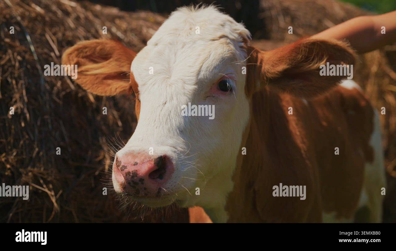 Close-up of a cow resting its head as a hand gently caresses its cheek ...