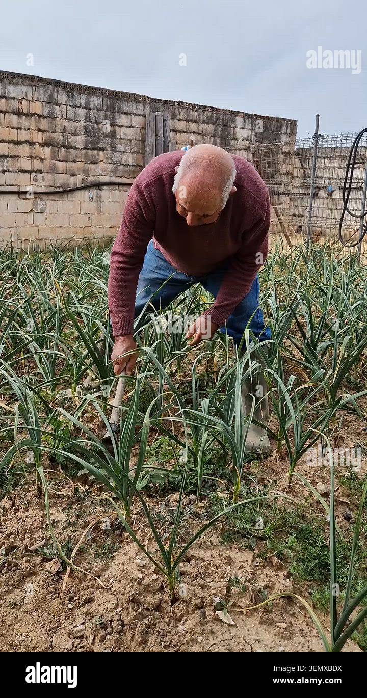 Farmer Manually Hoeing Soil in Vegetable Patch Stock Video Footage - Alamy