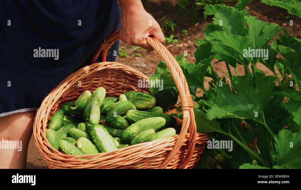 Close-up of hands holding a basket of freshly picked cucumbers Stock ...
