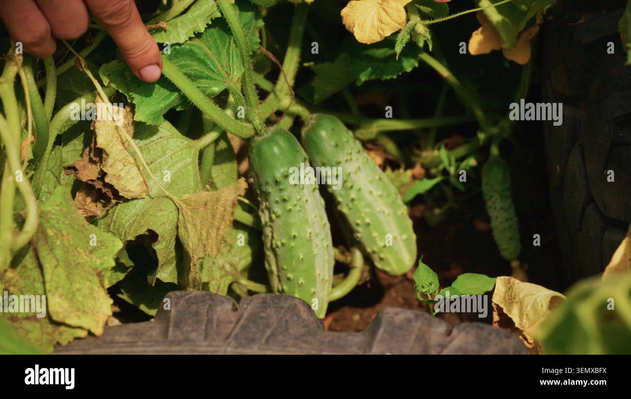 Close-up of hand harvesting cucumber from lush garden Stock Video ...