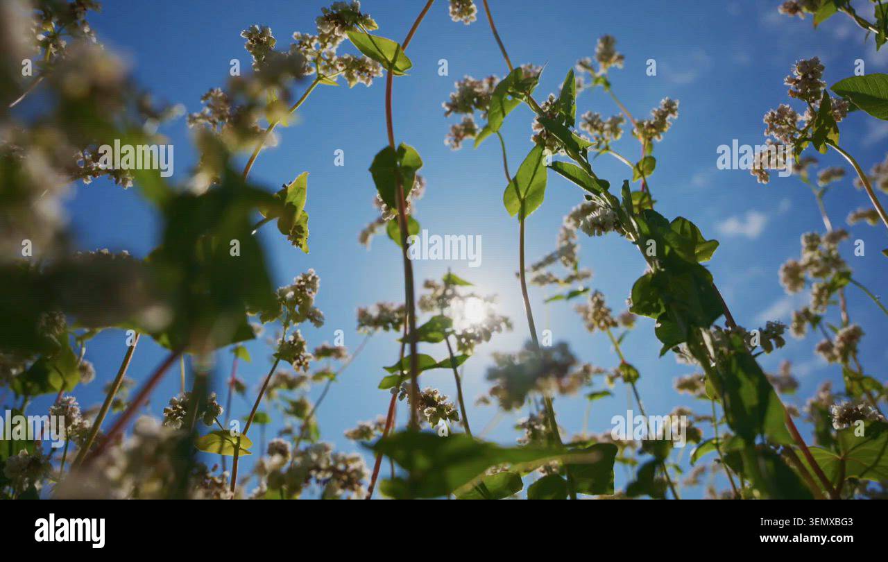 Buckwheat blooms sway gently as sun filters through their stems and le ...