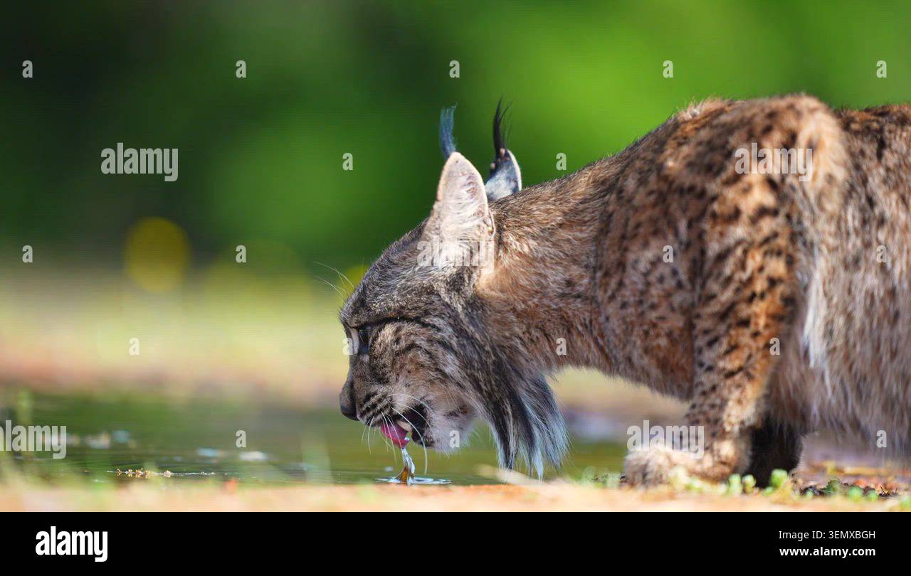 Iberian Lynx Drinking Water Stock Video Footage - Alamy