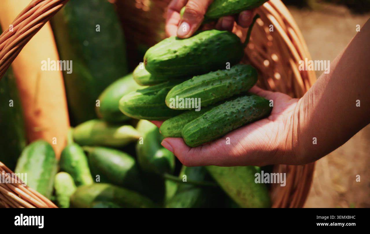 Close-up of hands picking cucumbers from basket Stock Video Footage - Alamy