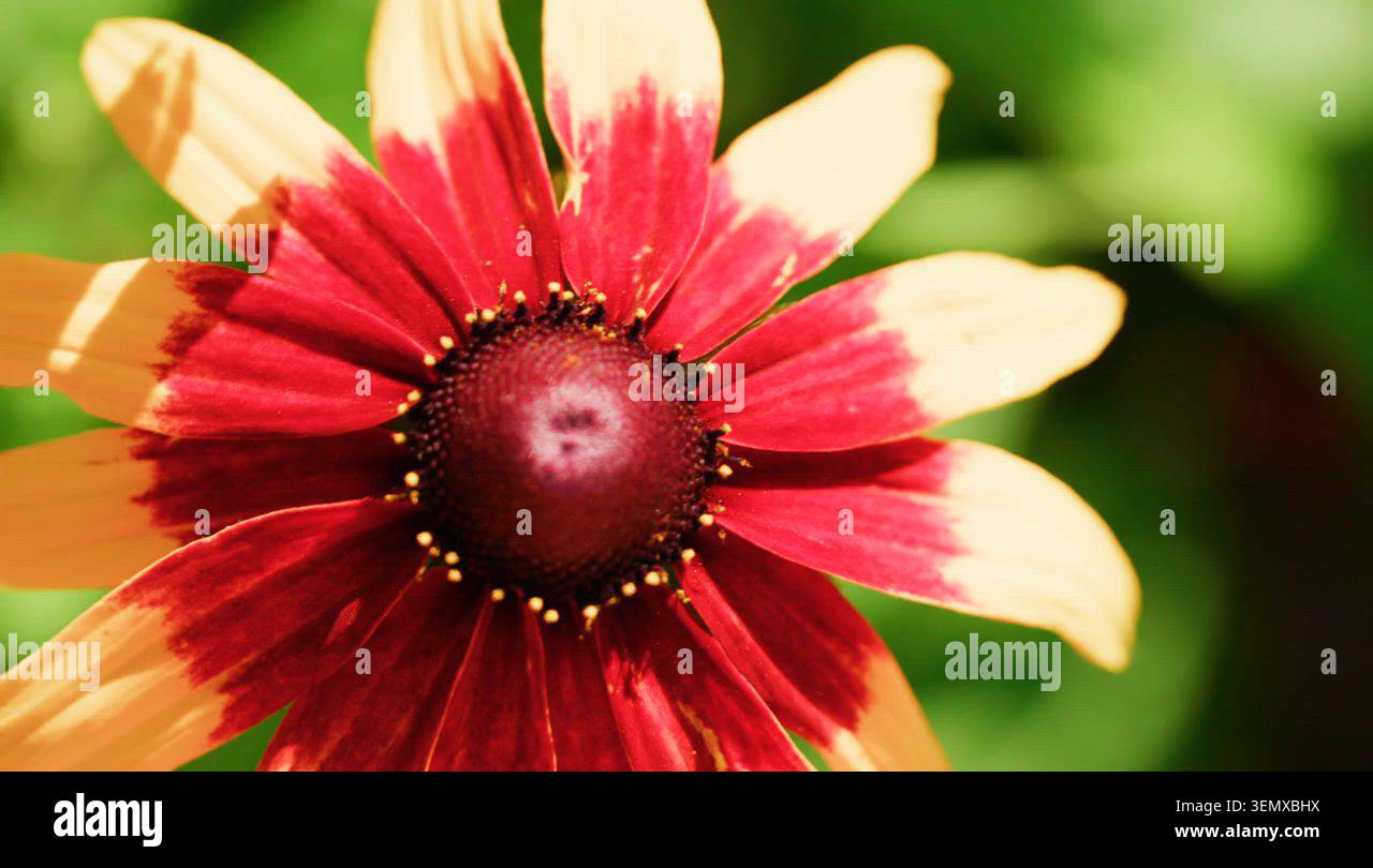 Close-up of a colorful flower with red and yellow hues Stock Video ...