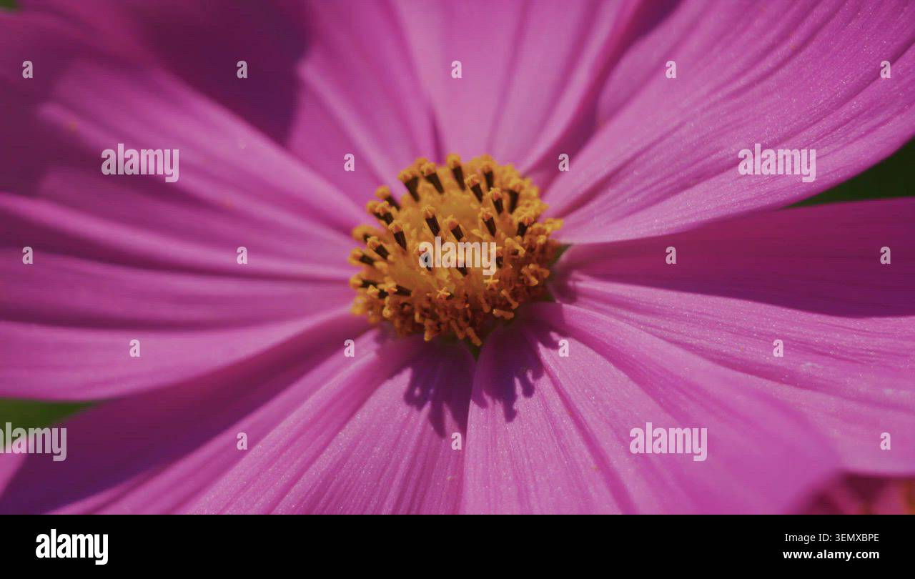 Close-up of vivid pink cosmos flower blooming in daylight Stock Video ...